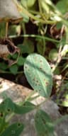 Bula Cypress 400 EC Glove; Endiviun;: PDF e Dosagem | Mai 2026 ...